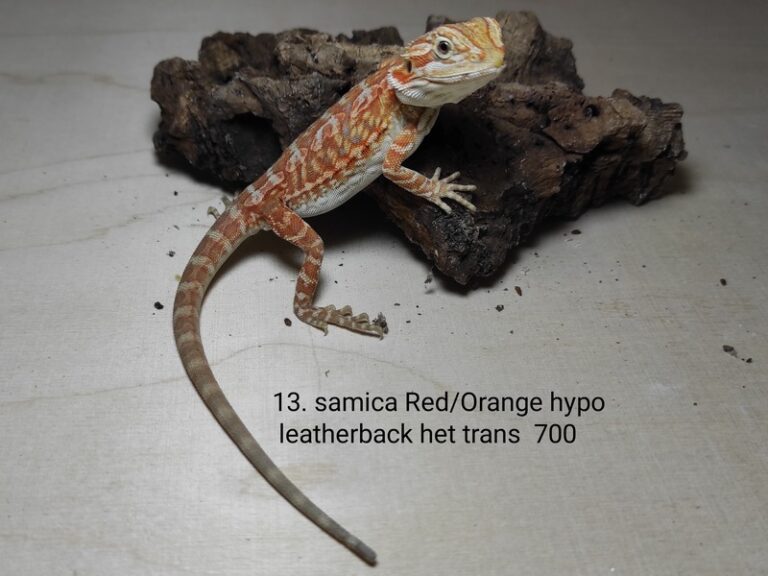 Agama brodata - cena, hodowla, sprzedaż, różne kolory | Gady z brodą