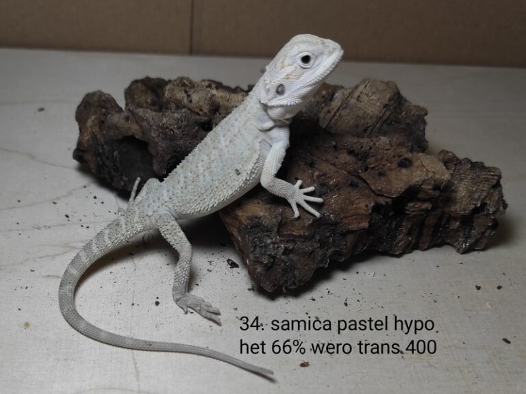 Agama brodata - cena, hodowla, sprzedaż, różne kolory | Gady z brodą