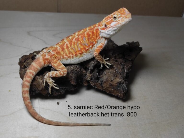 Agama brodata - cena, hodowla, sprzedaż, różne kolory | Gady z brodą