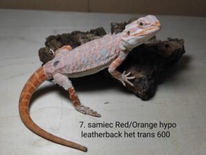 Agama brodata - cena, hodowla, sprzedaż, różne kolory | Gady z brodą