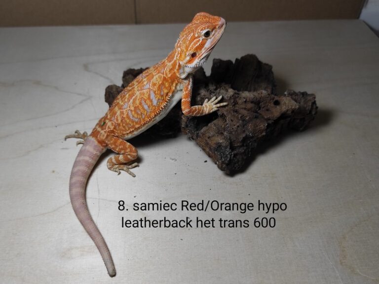 Agama brodata - cena, hodowla, sprzedaż, różne kolory | Gady z brodą