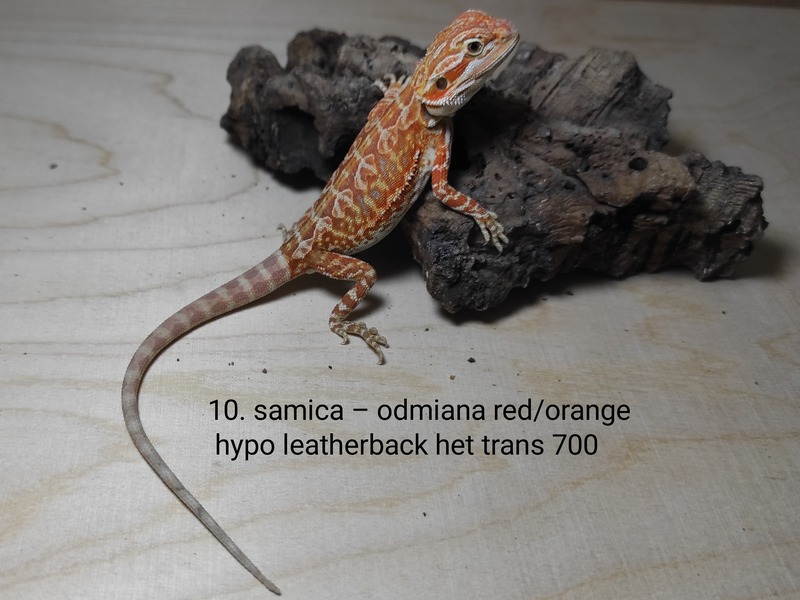 Agama brodata - sprzedaż, informacje, terrarium, żywienie, porady ...