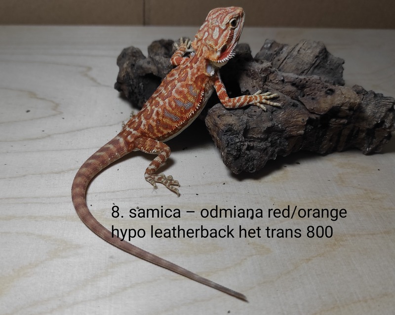 Agama brodata - sprzedaż, informacje, terrarium, żywienie, porady ...
