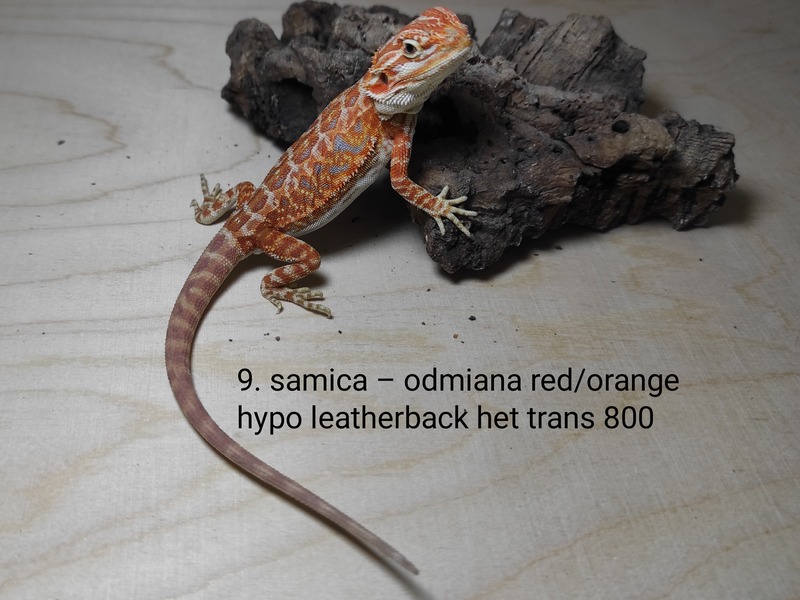 Agama brodata - sprzedaż, informacje, terrarium, żywienie, porady ...
