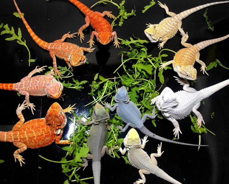 Agama brodata - sprzedaż, informacje, terrarium, żywienie, porady ...