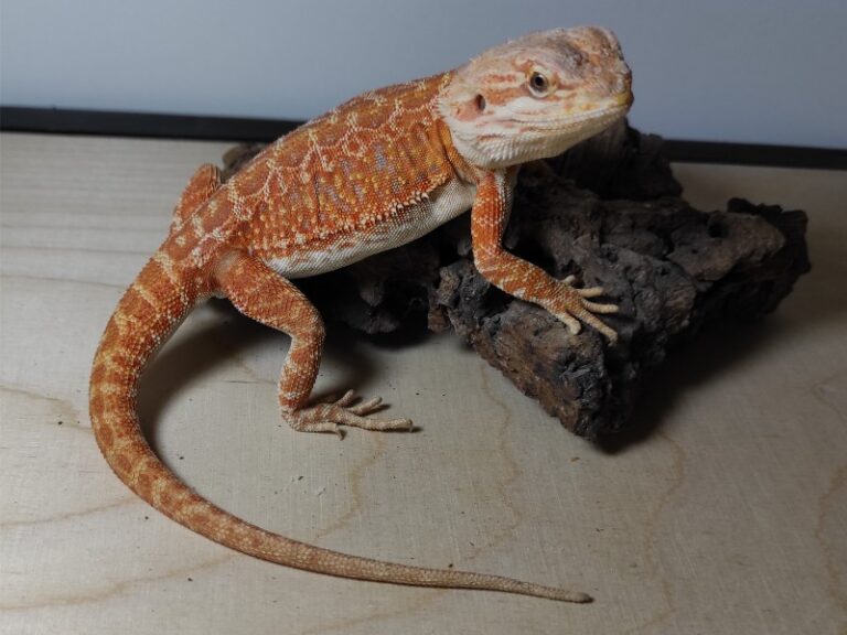 Agama brodata - sprzedaż, informacje, terrarium, żywienie, porady ...