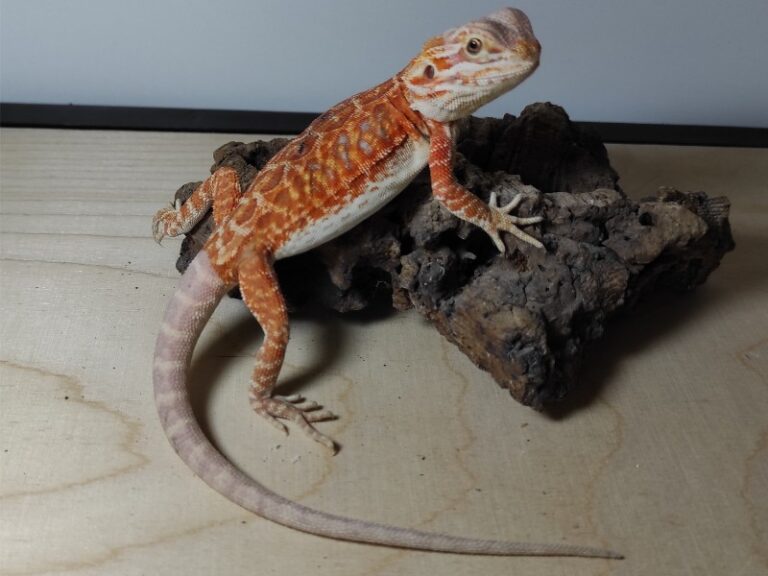Agama brodata - cena, hodowla, sprzedaż, różne kolory | Gady z brodą