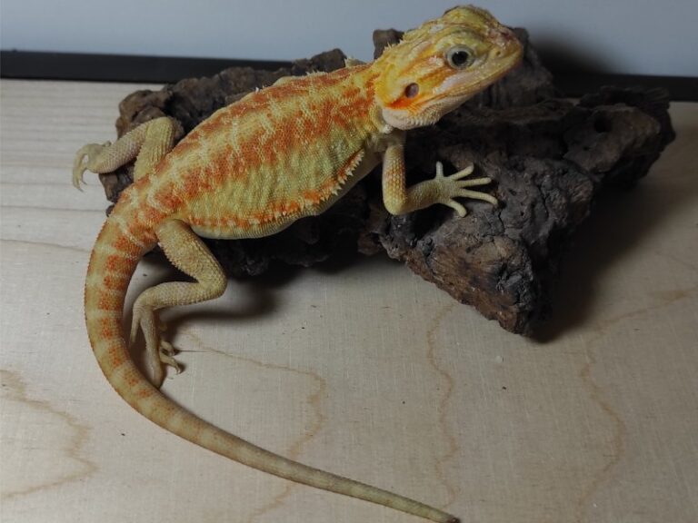 Agama brodata - cena, hodowla, sprzedaż, różne kolory | Gady z brodą