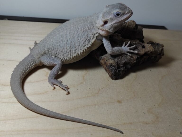 Agama brodata - cena, hodowla, sprzedaż, różne kolory | Gady z brodą