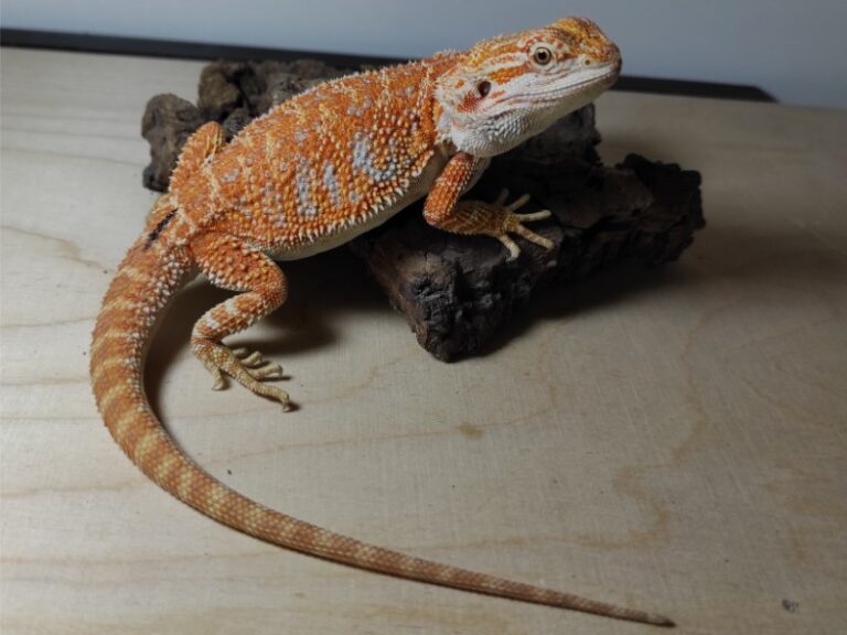 Agama brodata - cena, hodowla, sprzedaż, różne kolory | Gady z brodą