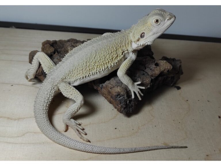 Agama brodata - cena, hodowla, sprzedaż, różne kolory | Gady z brodą