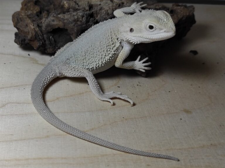 Agama brodata - cena, hodowla, sprzedaż, różne kolory | Gady z brodą