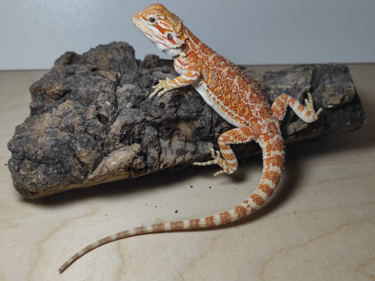 Agama brodata - cena, hodowla, sprzedaż, różne kolory | Gady z brodą