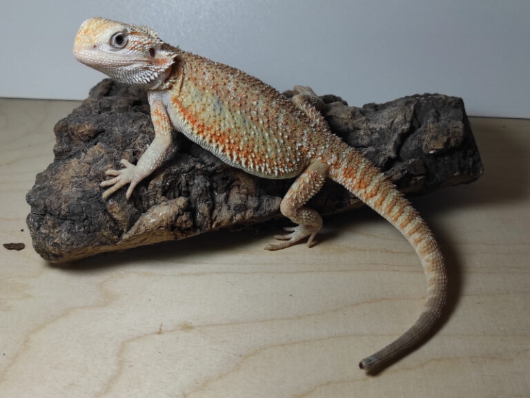 Agama brodata - cena, hodowla, sprzedaż, różne kolory | Gady z brodą