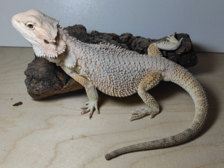 Agama brodata - cena, hodowla, sprzedaż, różne kolory | Gady z brodą