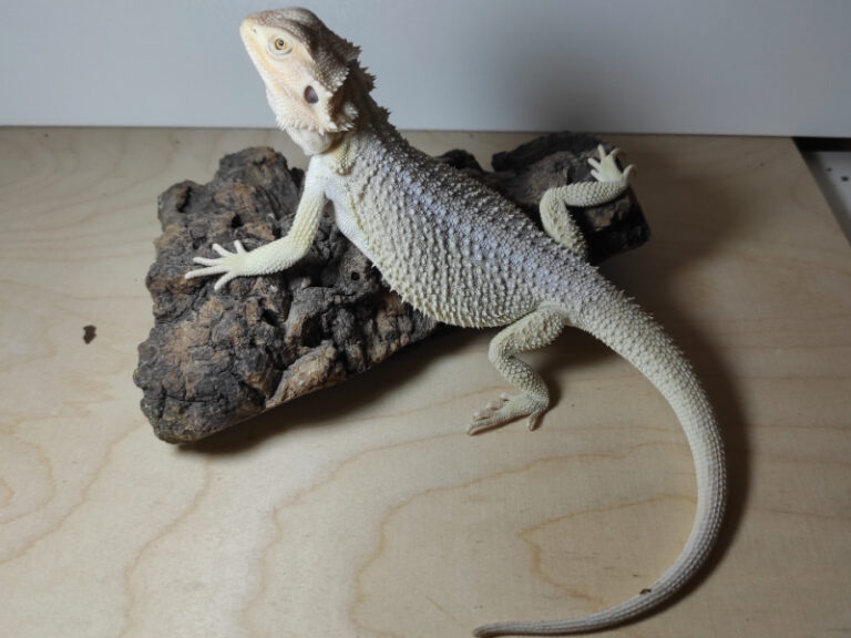 Agama brodata - cena, hodowla, sprzedaż, różne kolory | Gady z brodą