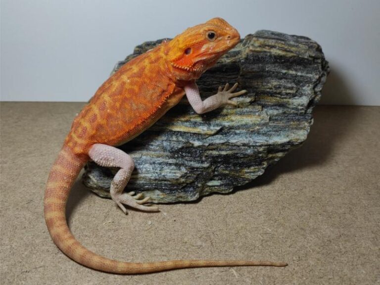 Agama brodata - cena, hodowla, sprzedaż, różne kolory | Gady z brodą