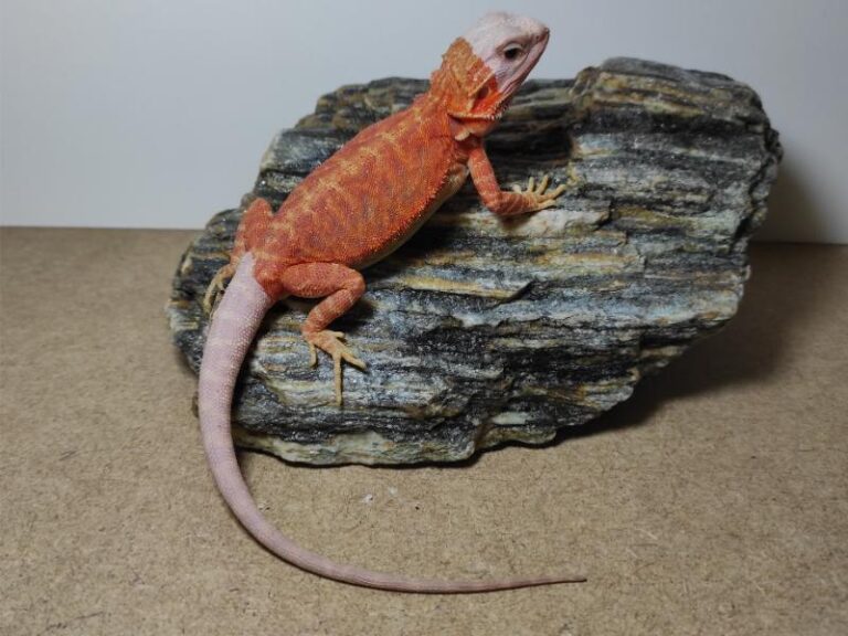 Agama brodata - cena, hodowla, sprzedaż, różne kolory | Gady z brodą