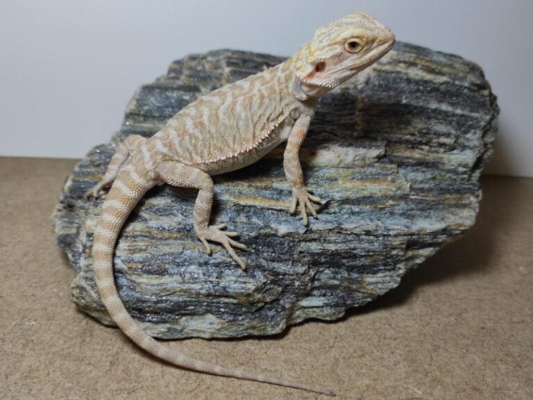 Agama brodata - cena, hodowla, sprzedaż, różne kolory | Gady z brodą