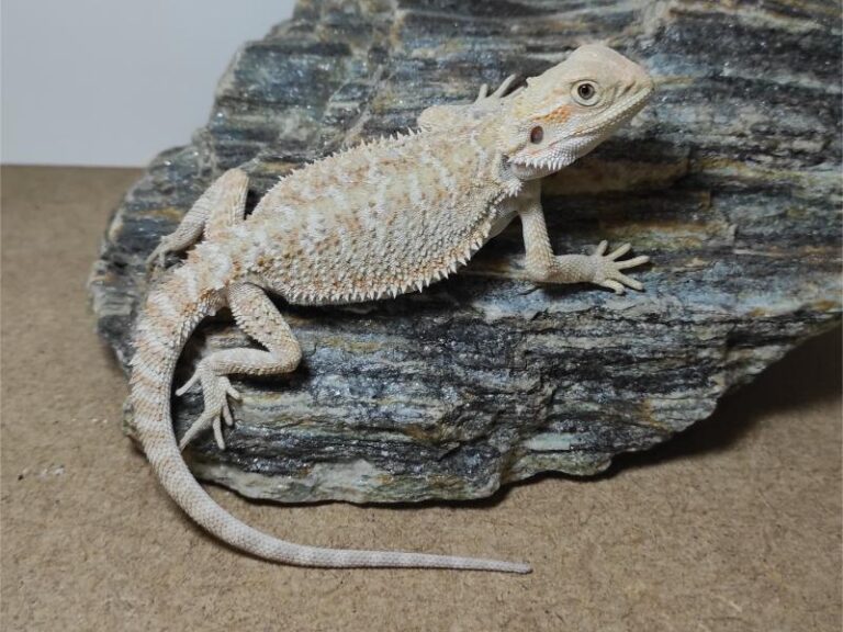 Agama brodata - cena, hodowla, sprzedaż, różne kolory | Gady z brodą