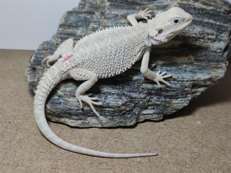Agama brodata - cena, hodowla, sprzedaż, różne kolory | Gady z brodą
