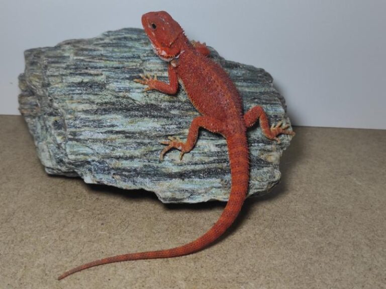 Agama brodata - sprzedaż, informacje, terrarium, żywienie, porady ...