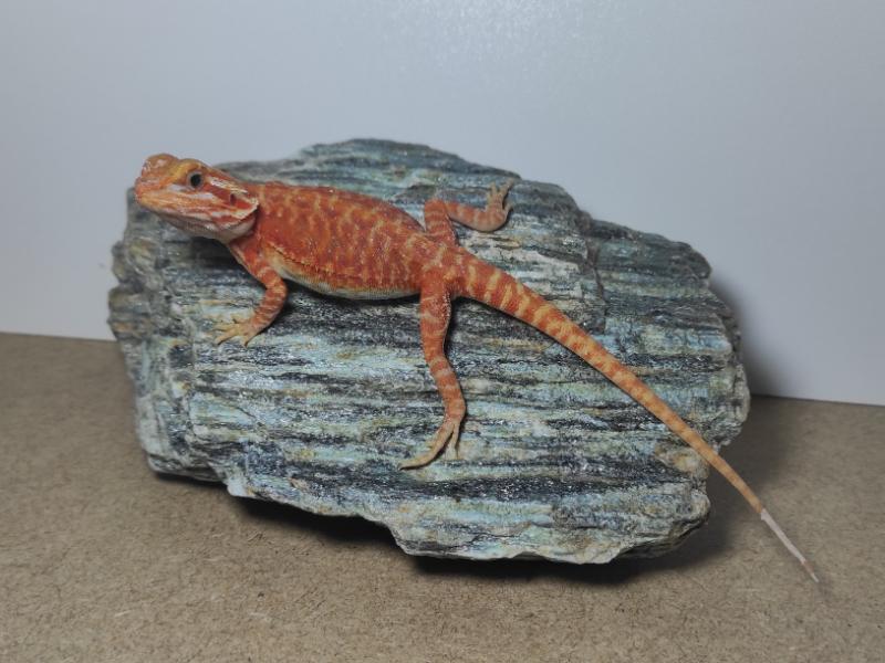 Agama brodata - sprzedaż, informacje, terrarium, żywienie, porady ...