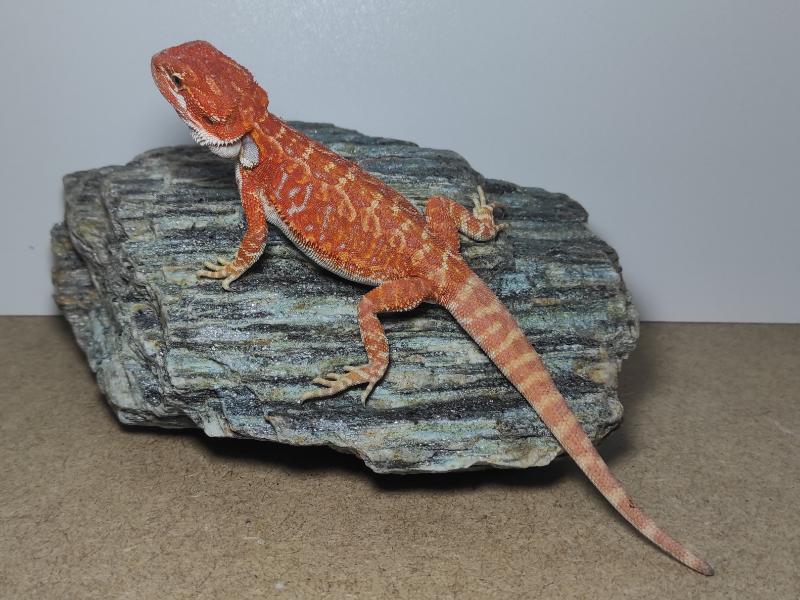 Agama brodata - sprzedaż, informacje, terrarium, żywienie, porady ...