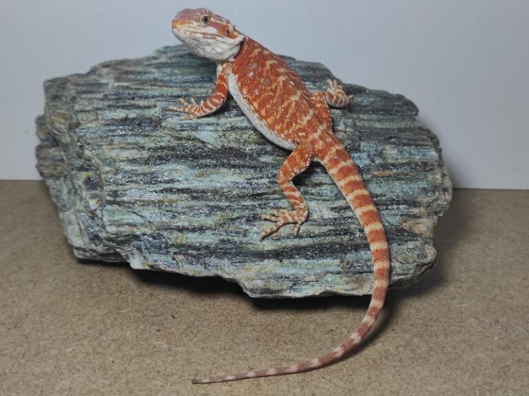 Agama brodata - cena, hodowla, sprzedaż, różne kolory | Gady z brodą
