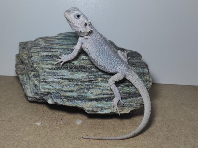 Agama brodata - cena, hodowla, sprzedaż, różne kolory | Gady z brodą